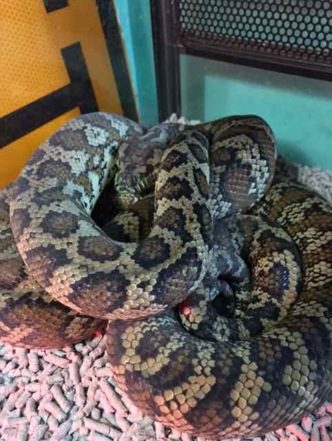 Albino het-Darwin python + Enclosure + accessories | Reptiles ...