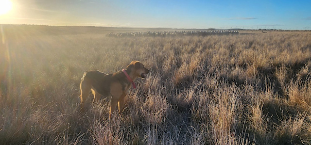 Casual/Part-Time Farm Hand | Other | Gumtree Australia Ballarat Region ...