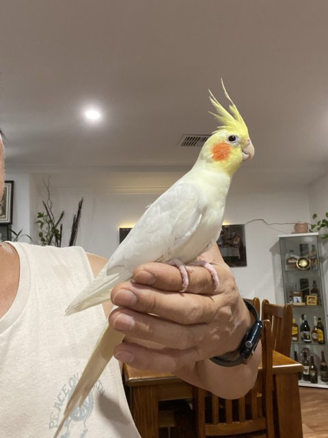 Cockatiel / Weiros | Birds | Gumtree Australia Gosnells Area ...