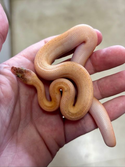 Snakes Marble Childrens, Spotted, Coastal Carpet, Jungle Python SALE ...