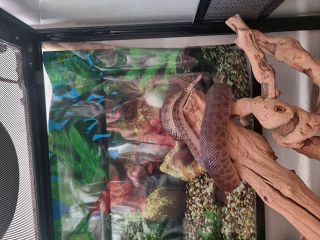 Childrens Python with Enclosure | Reptiles & Amphibians | Gumtree ...