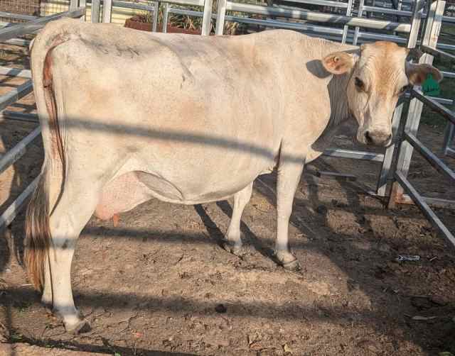 Jersey Cow | Livestock | Gumtree Australia Fraser Coast - St Mary | 1329529944