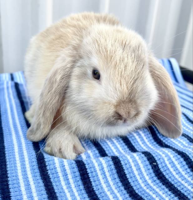 💜💙 Pure Breed Mini Lop Rabbits - $50 each or TWO for $90 💙💜 | Rabbits ...