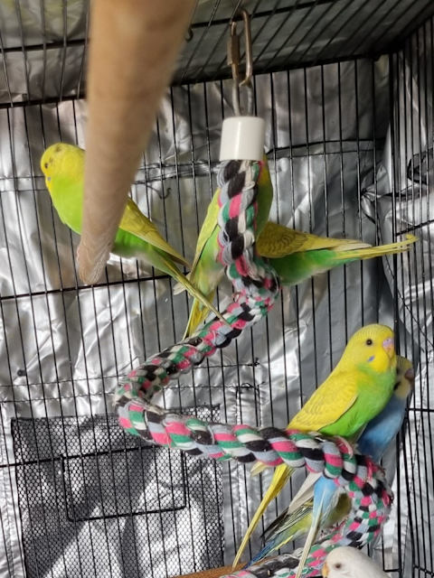 Young budgies for sale | Birds | Gumtree Australia Wanneroo Area ...
