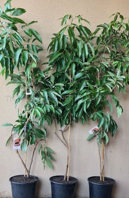 MATURE Marcotted Lychee Fruit Trees Plants Tropical Exotic - Plants in ...