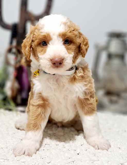 Gorgeous Mini Bordoodles DNA CLEAR | Dogs & Puppies | Gumtree Australia ...