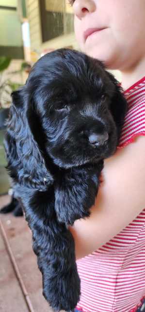 Cocker Spaniel Puppies 2 Girls 1 Boy - Ready in August | Dogs & Puppies ...