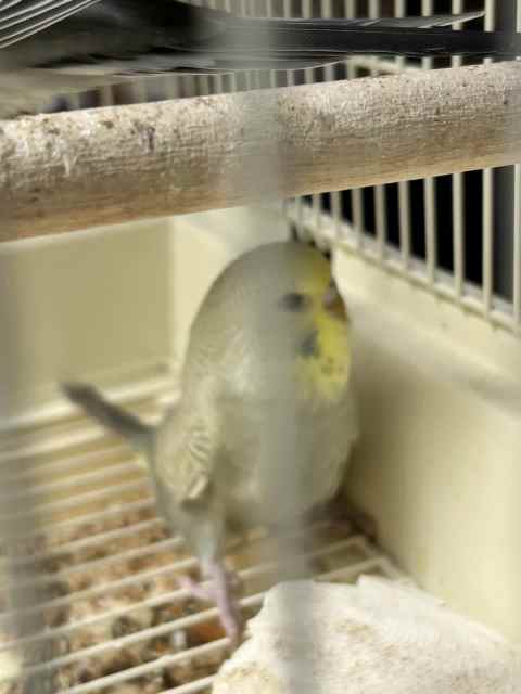 Young budgies ready for new home also 1 male Java finch 3 budgies sale ...