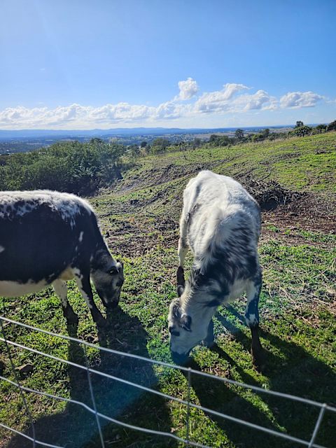 two speckle park heifers for sale | Livestock | Gumtree Australia ...