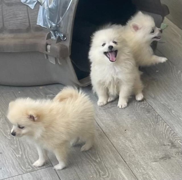 Pure Breed Pomeranian Puppys for Sale | Dogs & Puppies | Gumtree ...