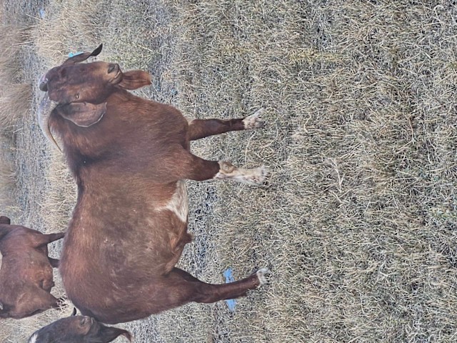 PAINT BOER GOATS- BUCKS | Livestock | Gumtree Australia Cowra Area ...