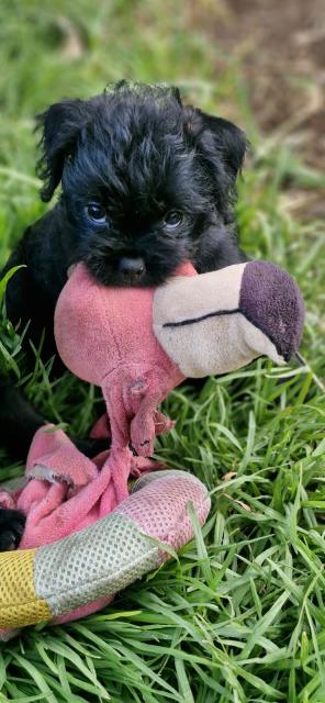 Pug x Poodle puppies | Dogs & Puppies | Gumtree Australia Morphett Vale ...