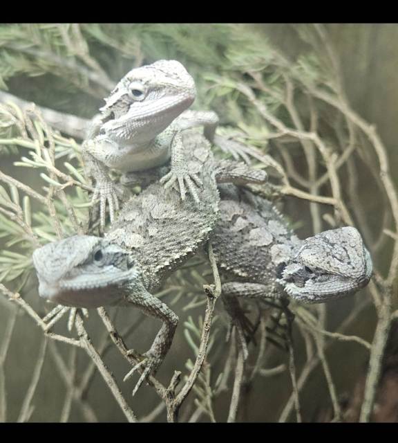 Western Dwarf Bearded Dragons and Thick Tailed Barking Geckos ...