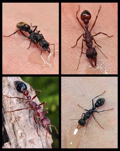 Bull ants/sugar ant queens/colonies - starting at $30 | Other Pets ...