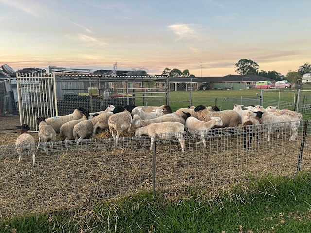 Aussie White/ Dorper/ Awassi /Suffix Wether 🥩 Lamb Sheep | Livestock ...