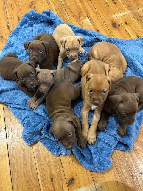 Ridgeback x staffy pups | Dogs & Puppies | Gumtree Australia Lake ...