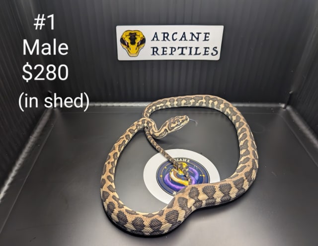 Pure jungle carpet pythons hatchlings | Reptiles & Amphibians | Gumtree ...