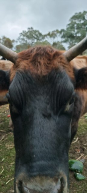 Jersey cow | Livestock | Gumtree Australia Barossa Area - Springton ...