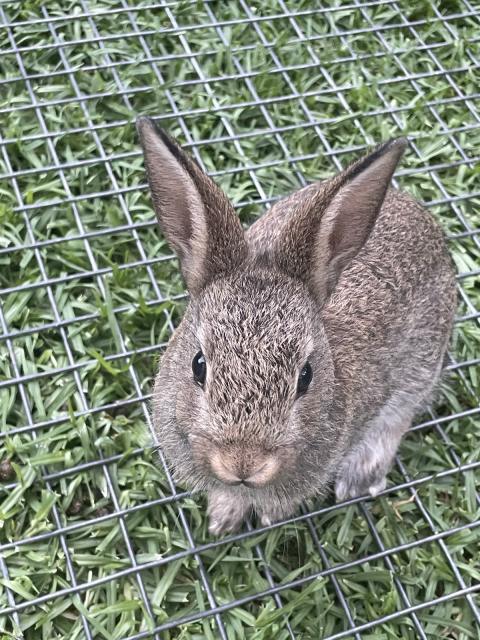 Rex cross rabbits | Rabbits | Gumtree Australia Eurobodalla Area ...