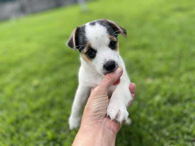 Pure Jack Russell Pup - 1 Male left 🐾 | Dogs & Puppies | Gumtree ...
