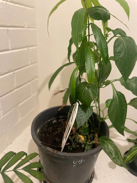 Small Healthy Mango Tree - Plants in Abbotsford VIC | Gumtree Australia