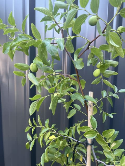 Jujube Trees with lots of fruits - Plants in Collingwood VIC | Gumtree ...