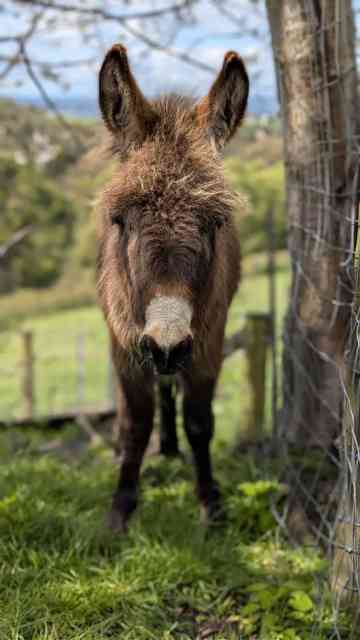Donkey - Miniature IRISH | Horses & Ponies | Gumtree Australia Latrobe ...