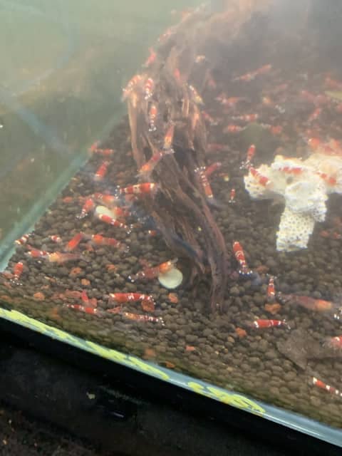 Shrimp super crystal reds | Fish | Gumtree Australia Morphett Vale Area ...