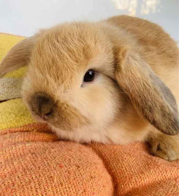 Purebred mini lop baby rabbits | Rabbits | Gumtree Australia Whitehorse ...