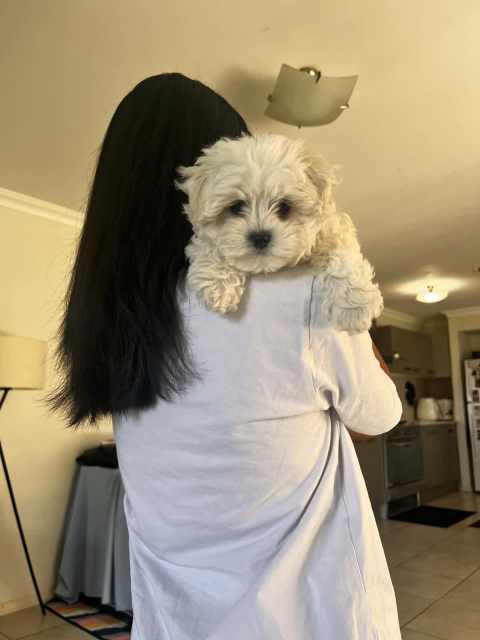 Beautiful Female Moodle pup | Dogs & Puppies | Gumtree Australia ...