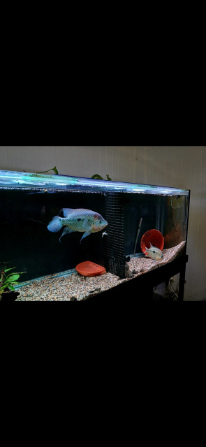 Rio mag umbee cichlid juveniles | Fish | Gumtree Australia Noosa Area ...
