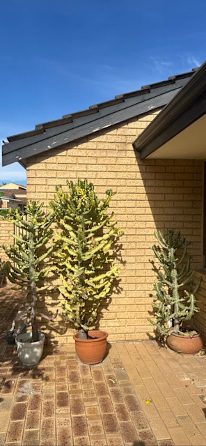 Large Established Cactus in pots - Plants in Perth WA | Gumtree Australia