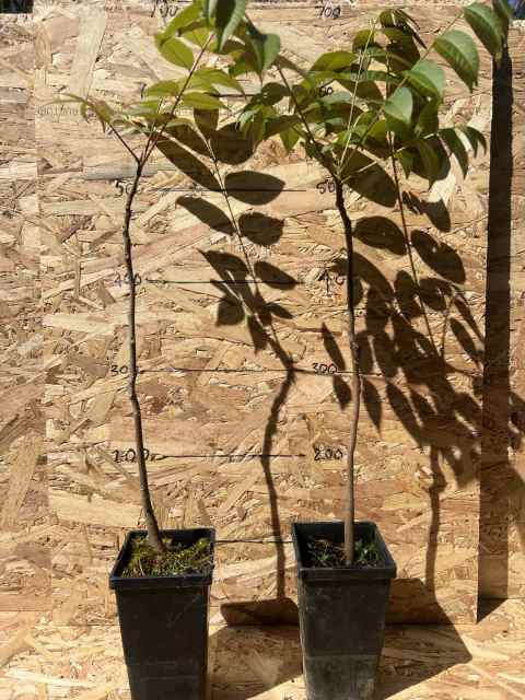 Australian Red Cedar plants - Toona ciliata - Plants in Leichhardt NSW ...