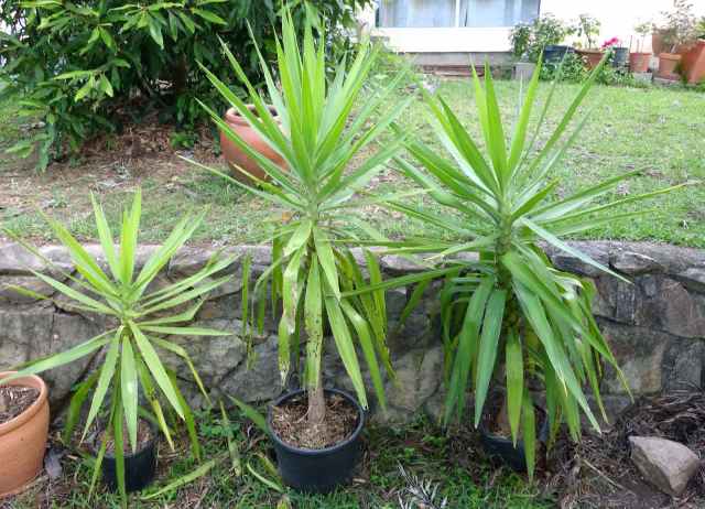 3x Established Yucca Tree Plants in Pots - Plants in Kenmore QLD ...