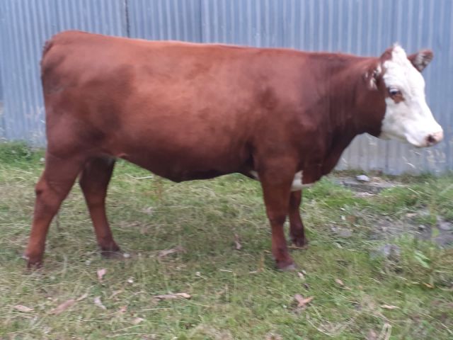 Angus/ Hereford | Livestock | Gumtree Australia Derwent Valley ...