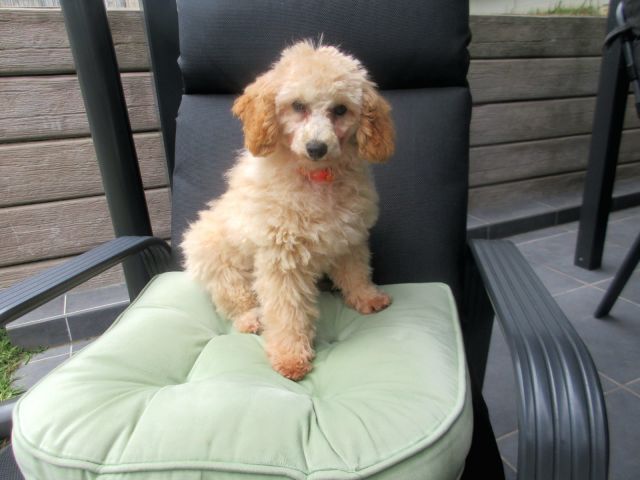 Female purebred toy poodle DNA cleared puppy | Dogs & Puppies | Gumtree ...