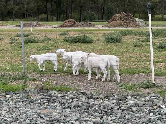 Aussie White Ram Lambs | Livestock | Gumtree Australia Wyong Area ...
