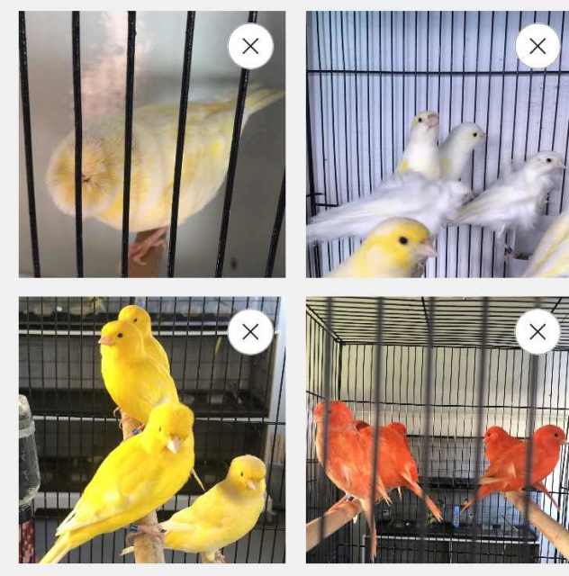 Canary Whistler Borders Red Factor Gloster Mosiac Norwhich Frills ...