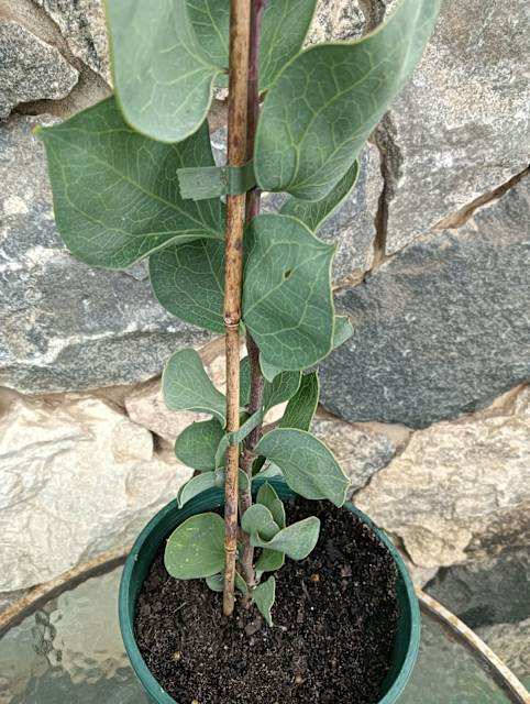 Tuart Tree Sapling 75cmEucalyptus gomphocephala - Armadale - Plants in ...