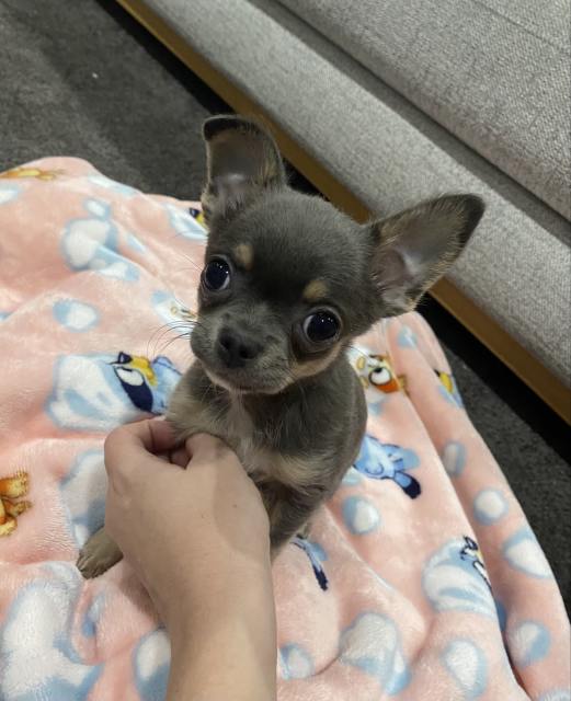 Chihuahua pup | Dogs & Puppies | Gumtree Australia Gosford Area ...