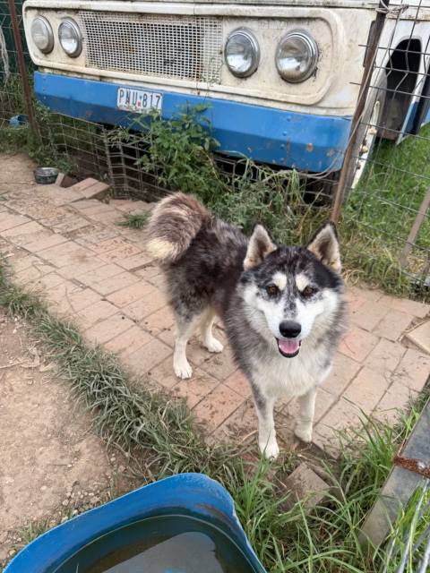 Male Merle Tri Pomsky (pomeranianxhusky) | Dogs & Puppies | Gumtree ...