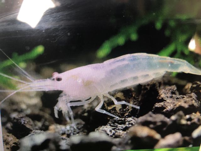 shrimp snowball top grade | Fish | Gumtree Australia Wyong Area ...