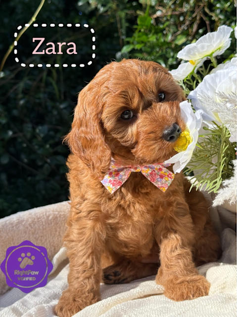 Cute Ruby Mini Cavoodle puppies | Dogs & Puppies | Gumtree Australia ...