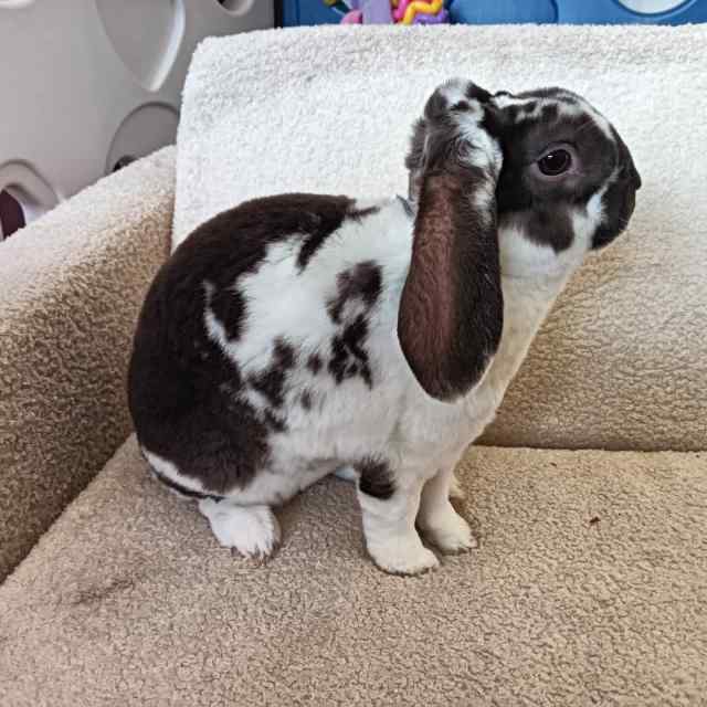 Plush Mini Lops | Rabbits | Gumtree Australia Warrnambool City ...