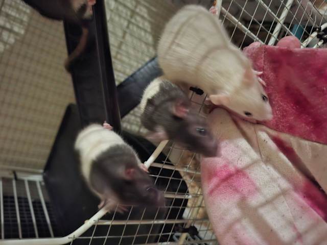 5 week old Baby Rats, ready for new homes | Other Pets | Gumtree ...