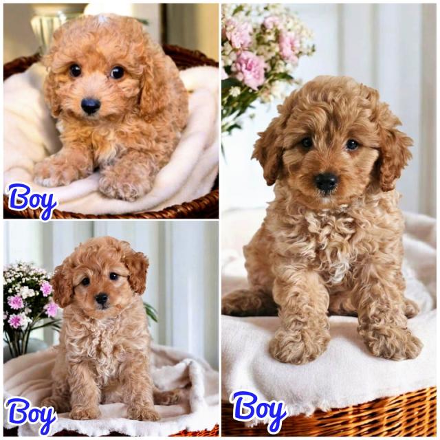 💜 3 left! Top Quality F1 TOY CAVOODLE ruby puppies, non-shedding ...