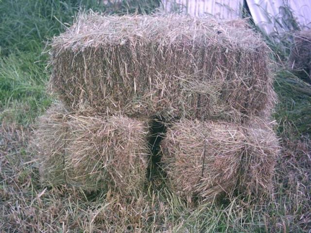 Square Bales of Organic Hay from | Horses & Ponies | Gumtree Australia ...
