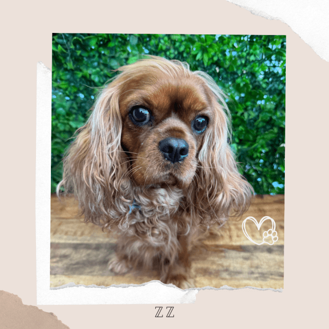 Beautiful Pure Bred Cavalier King Charles - FULLY TOILET TRAINED | Dogs ...