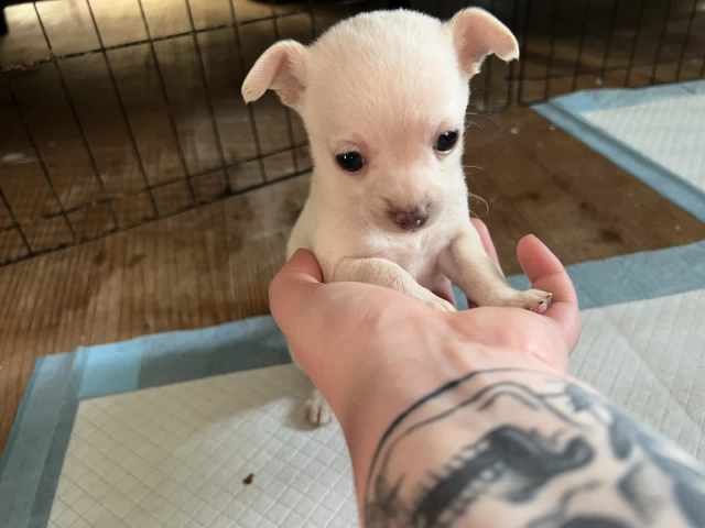 4 chihuahua puppies | Dogs & Puppies | Gumtree Australia Latrobe Valley ...