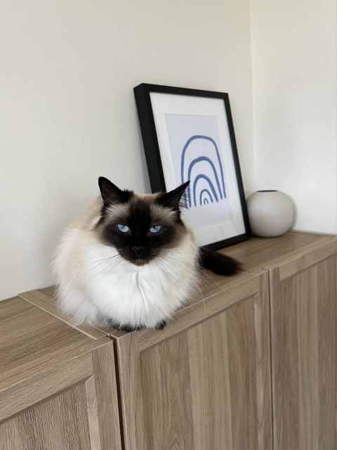 5 Year Old Seal Point Ragdoll - Female | Cats & Kittens | Gumtree ...
